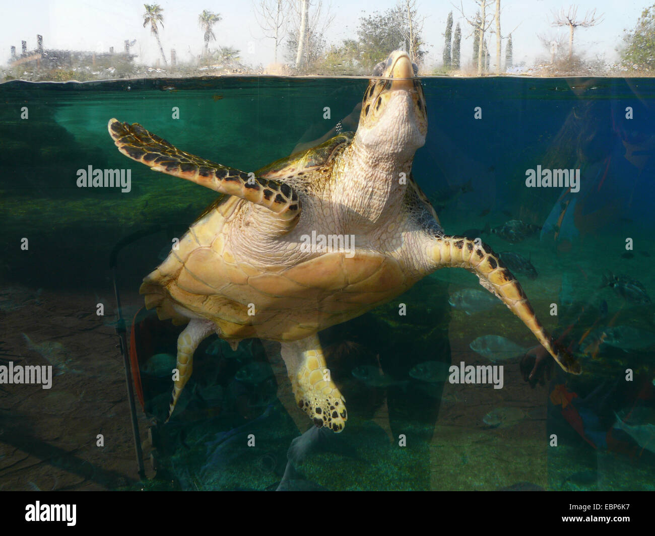 loggerhead sea turtle, loggerhead (Caretta caretta), looking out of the ...