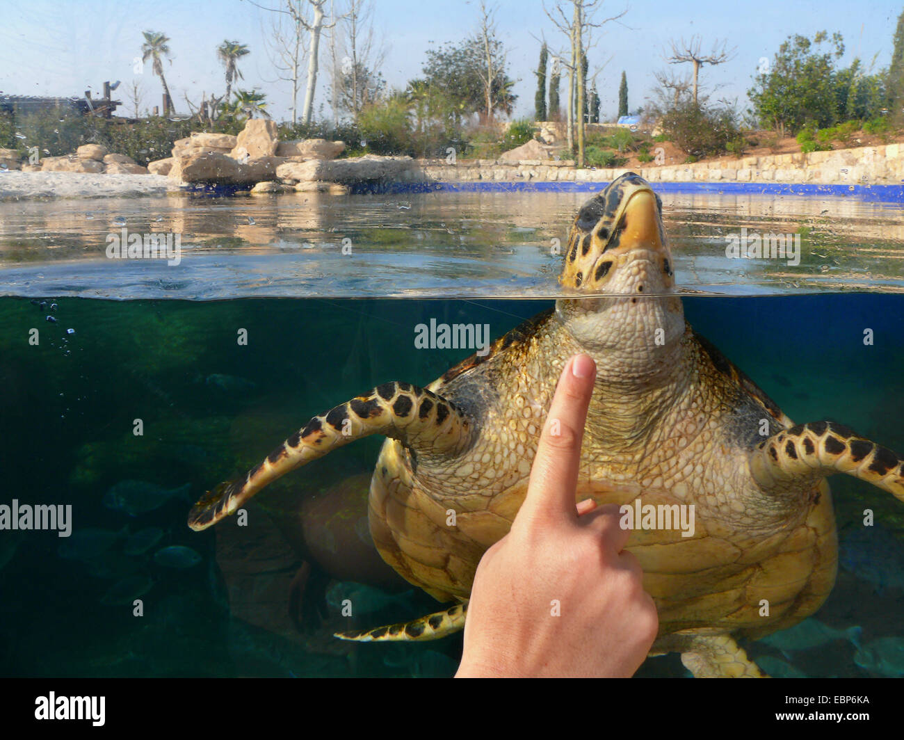 loggerhead sea turtle, loggerhead (Caretta caretta), looking out of the ...