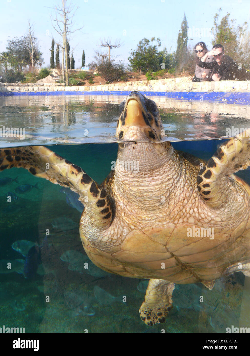 loggerhead sea turtle, loggerhead (Caretta caretta), watched by ...