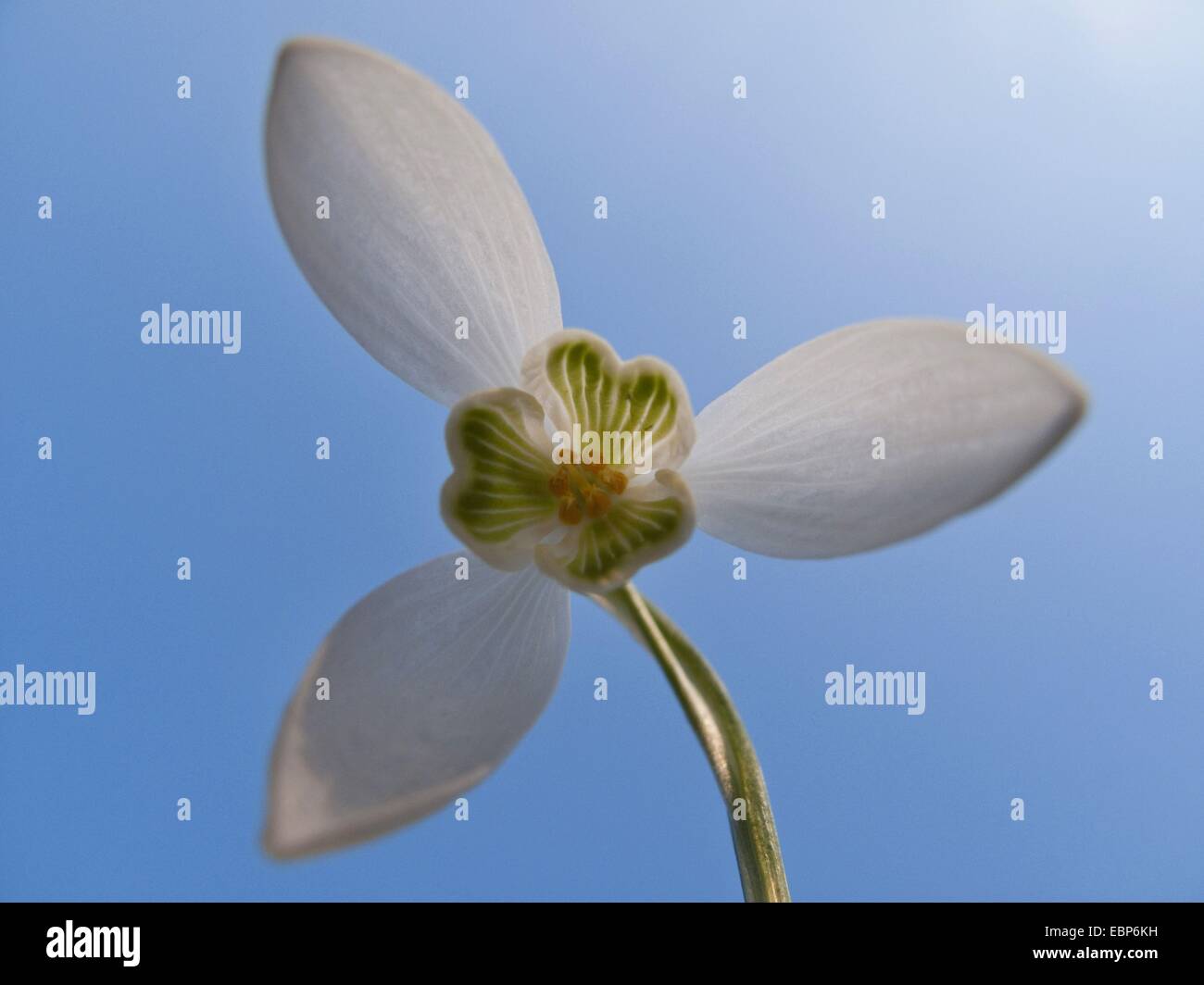 Bottom side view of flowers hi-res stock photography and images - Alamy