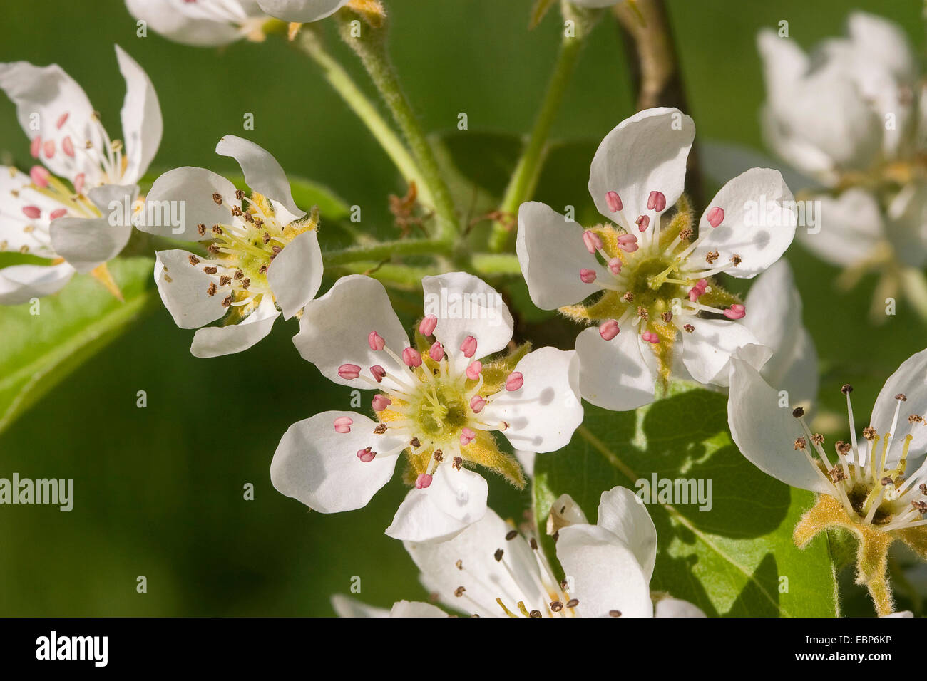 common pear (Pyrus communis), flowers Stock Photo - Alamy