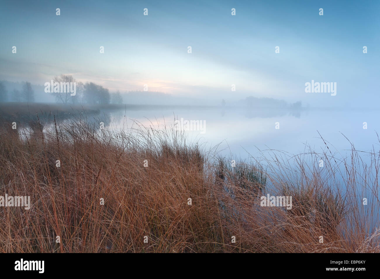 misty autumn swamp in morning, Friesland, Netherlands Stock Photo - Alamy