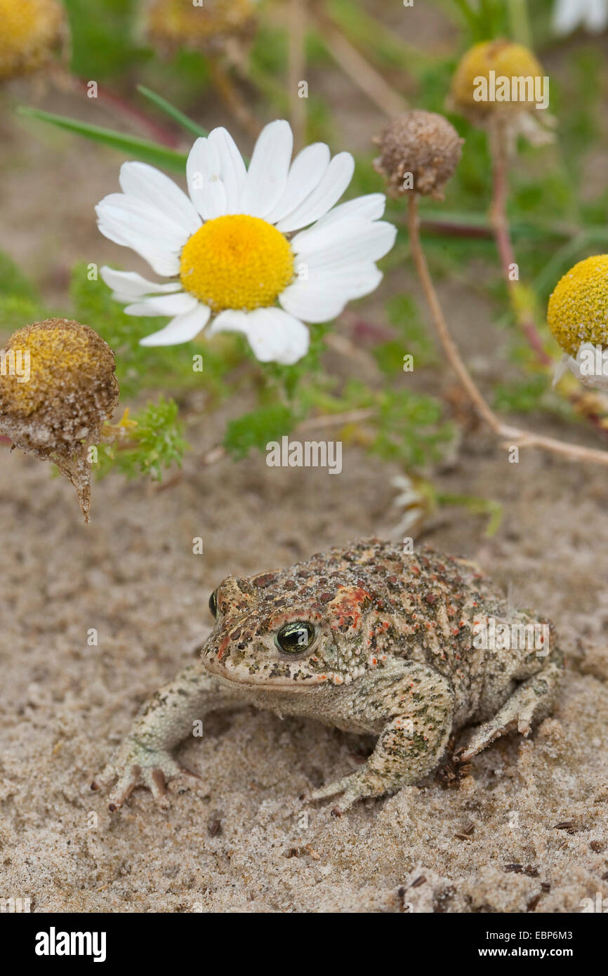 natterjack toad, natterjack, British toad (Bufo calamita), in the dunes ...