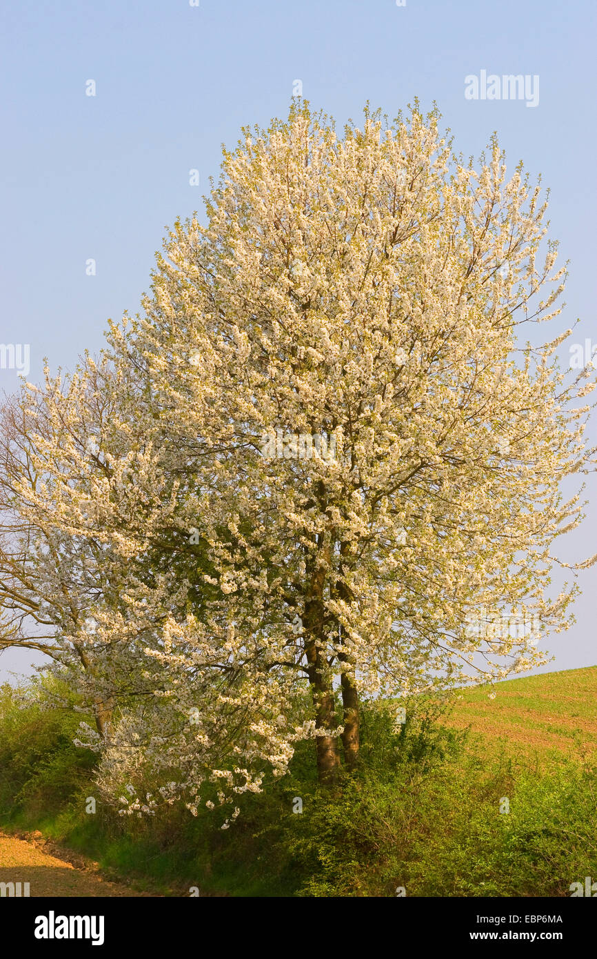 Blomming field hi-res stock photography and images - Alamy