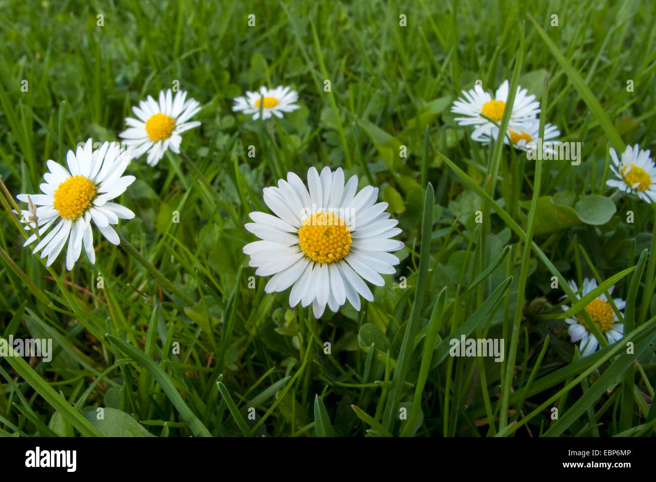 common daisy, lawn daisy, English daisy (Bellis perennis), blooming in ...
