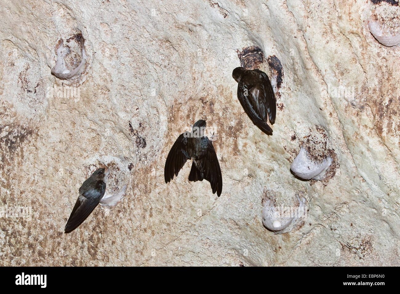Swiftlet nest, cave, edible hi-res stock photography and images - Alamy