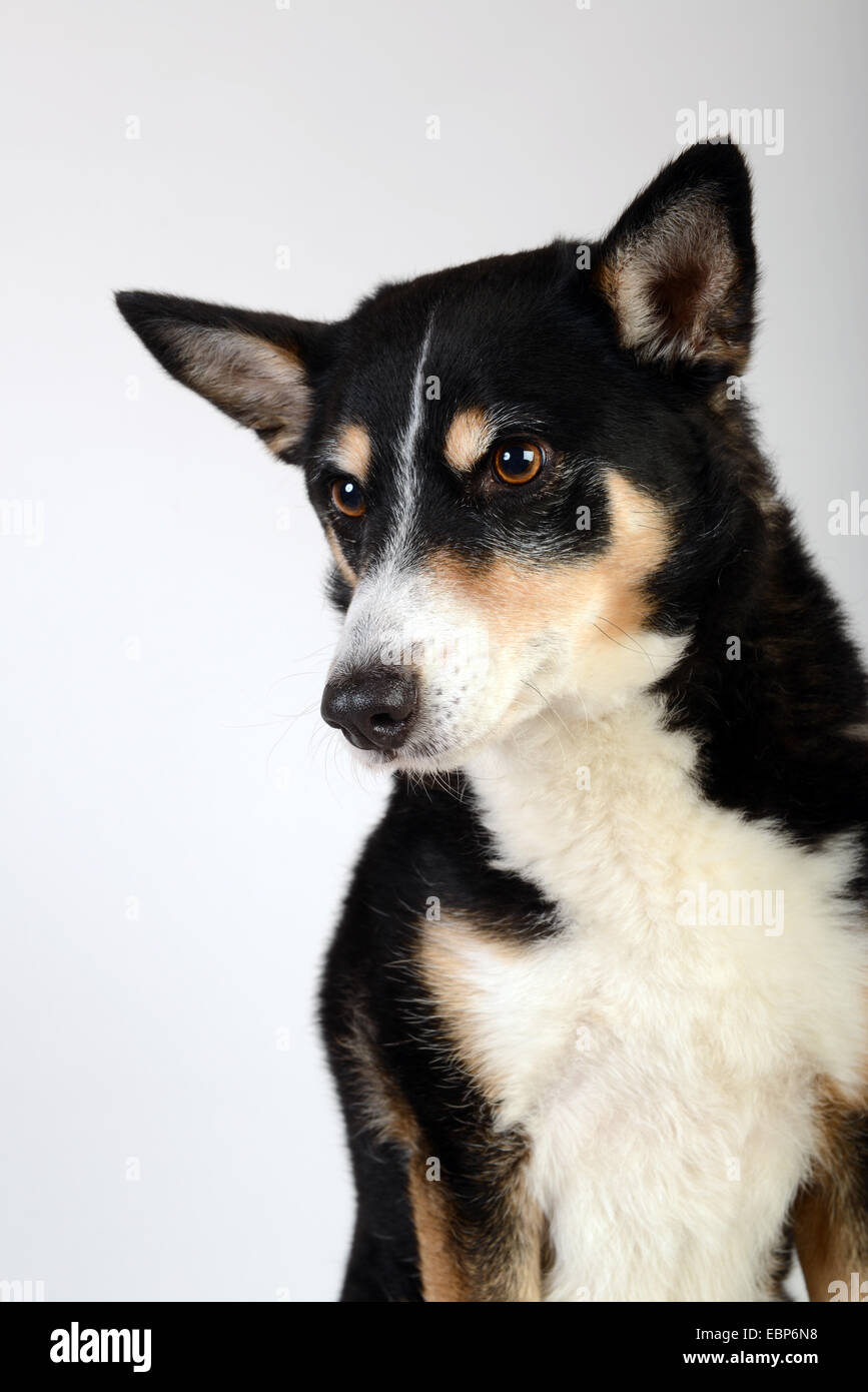 Mongrel dogs hi-res stock photography and images - Alamy