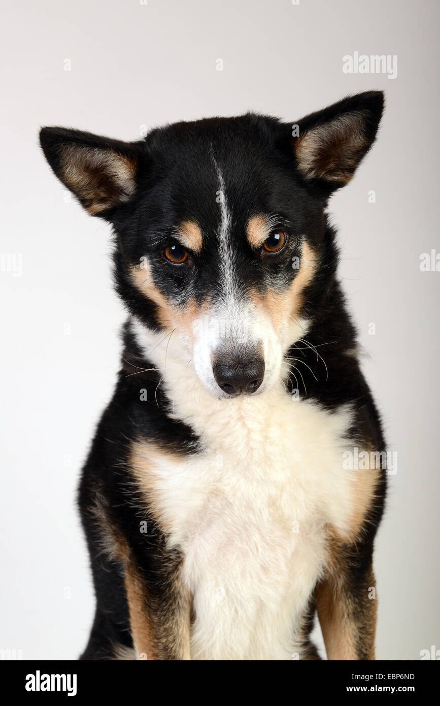 Pet pets dog dogs mongrel mixed breed studio portrait white background ...