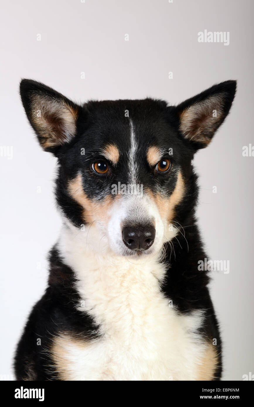 Pet pets dog dogs mongrel mixed breed studio portrait white background ...
