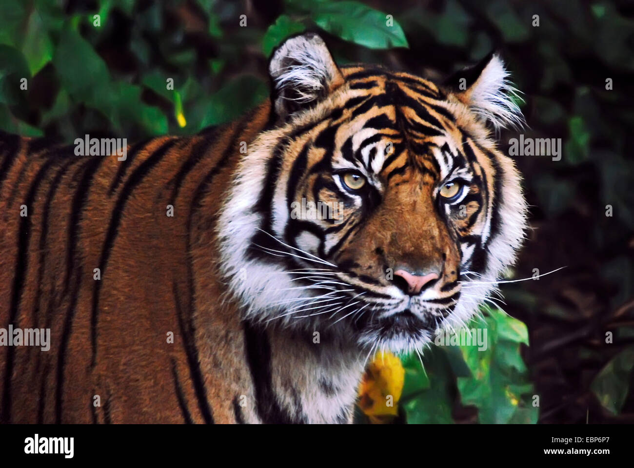 Tiger (Panthera tigris) photographed at a zoo in Frankfurt am Main ...