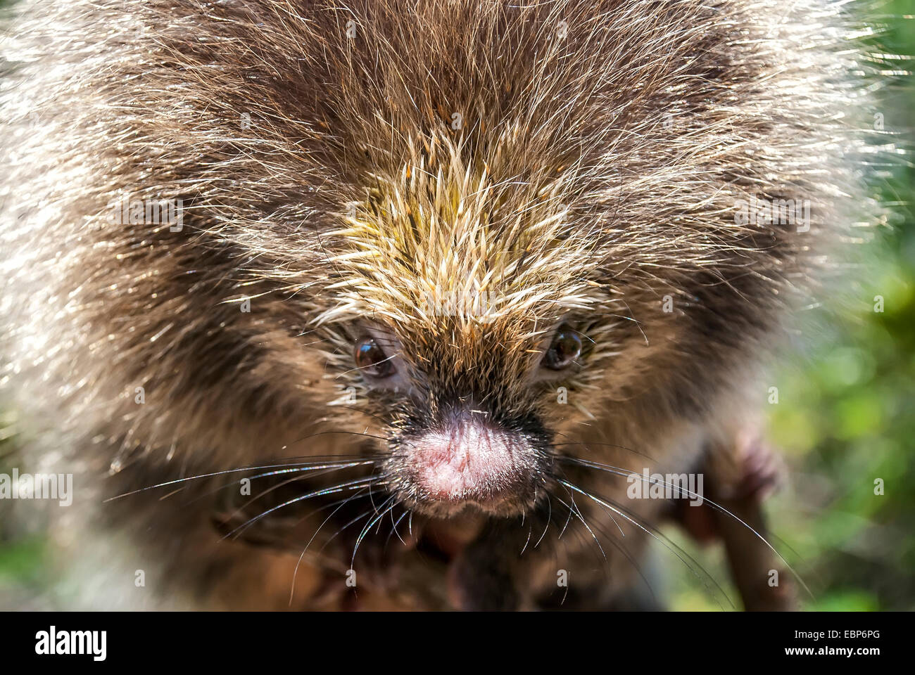 Sphiggurus villosus hi-res stock photography and images - Alamy