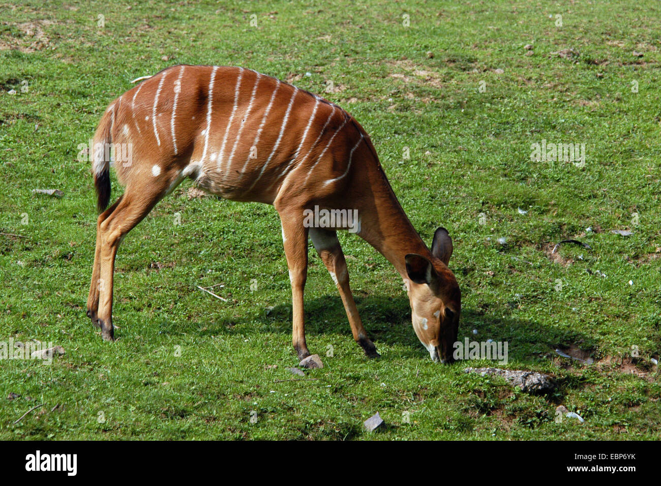 Female nyala antelope (Nyala angasii), also known as the inyala at Dvur ...