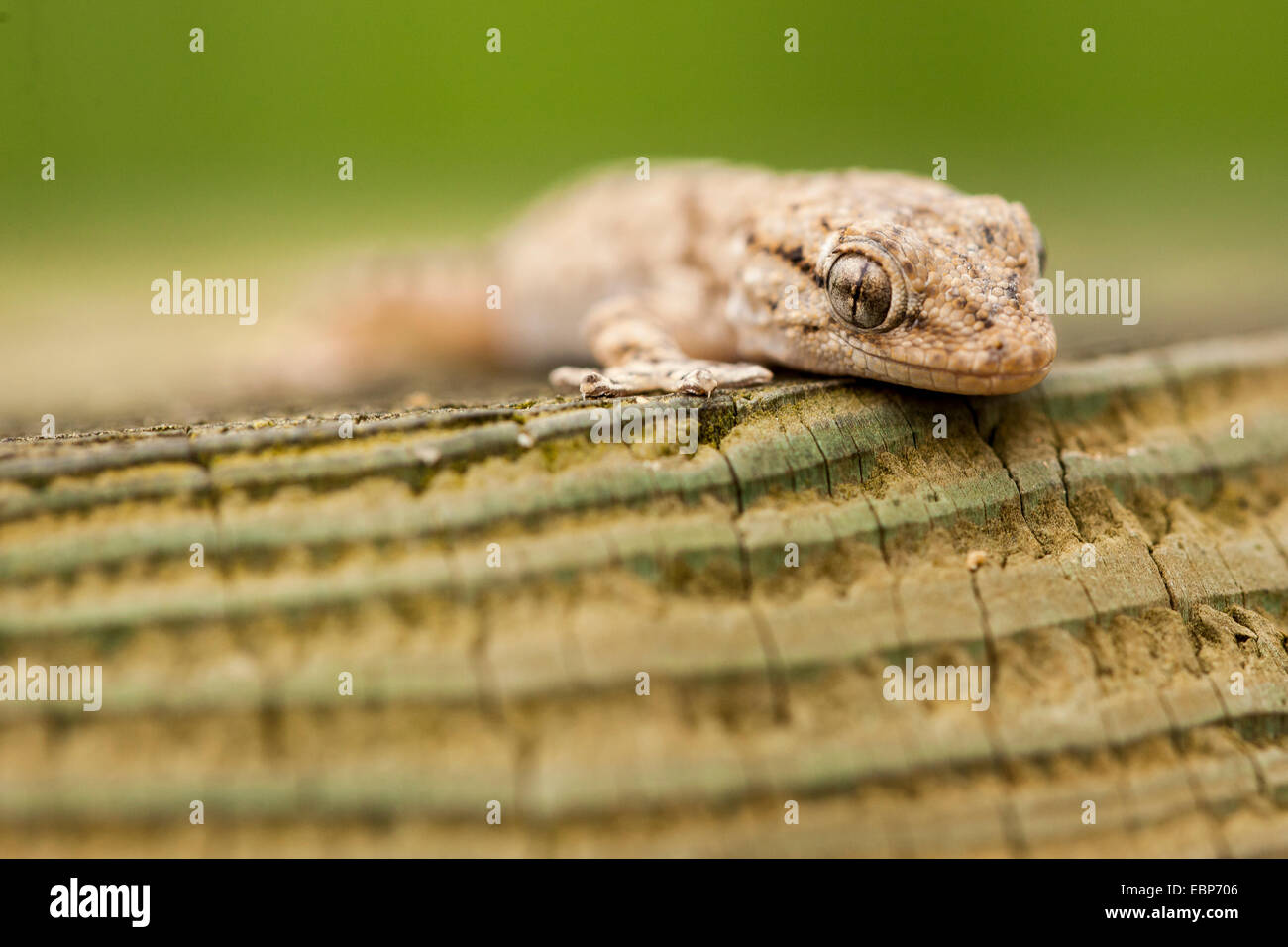 Baby gecko hi-res stock photography and images - Alamy