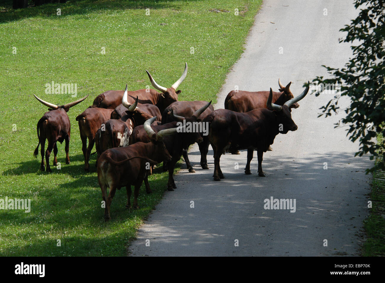 Watusi cattle (Bos taurus africanus) at Dvur Kralove Zoo in Eastern ...