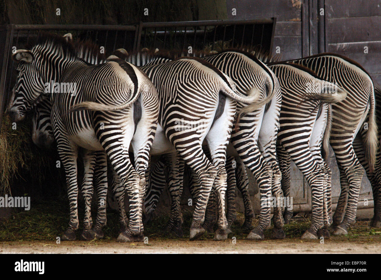 Grevy's zebras (Equus grevyi), also known as the imperial zebra at Dvur ...