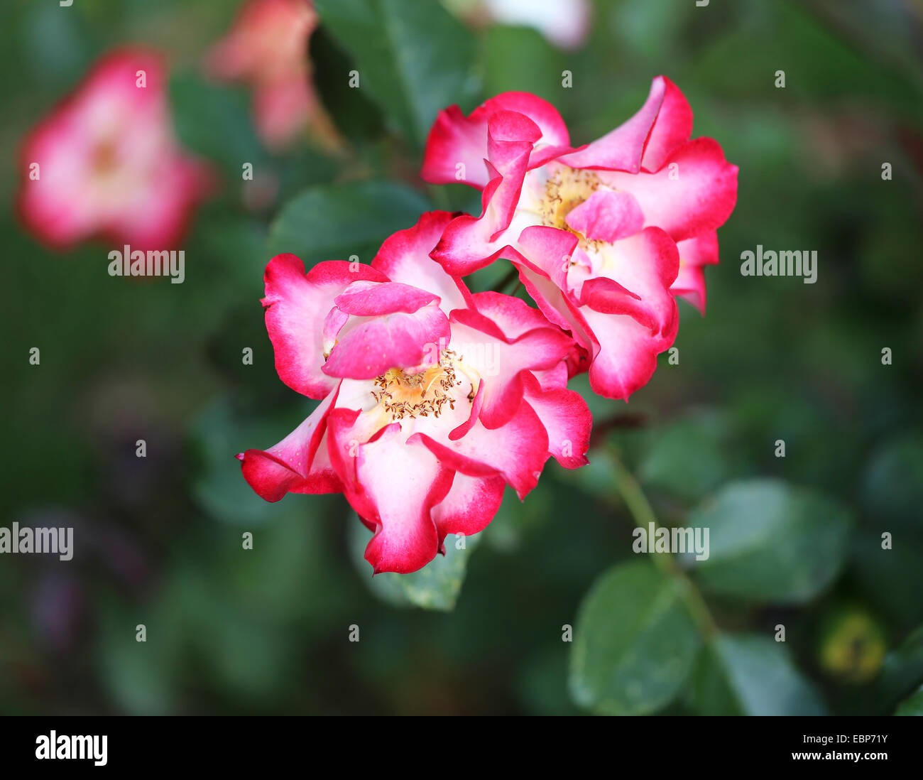 Beautiful rose garden is photographed close up Stock Photo - Alamy