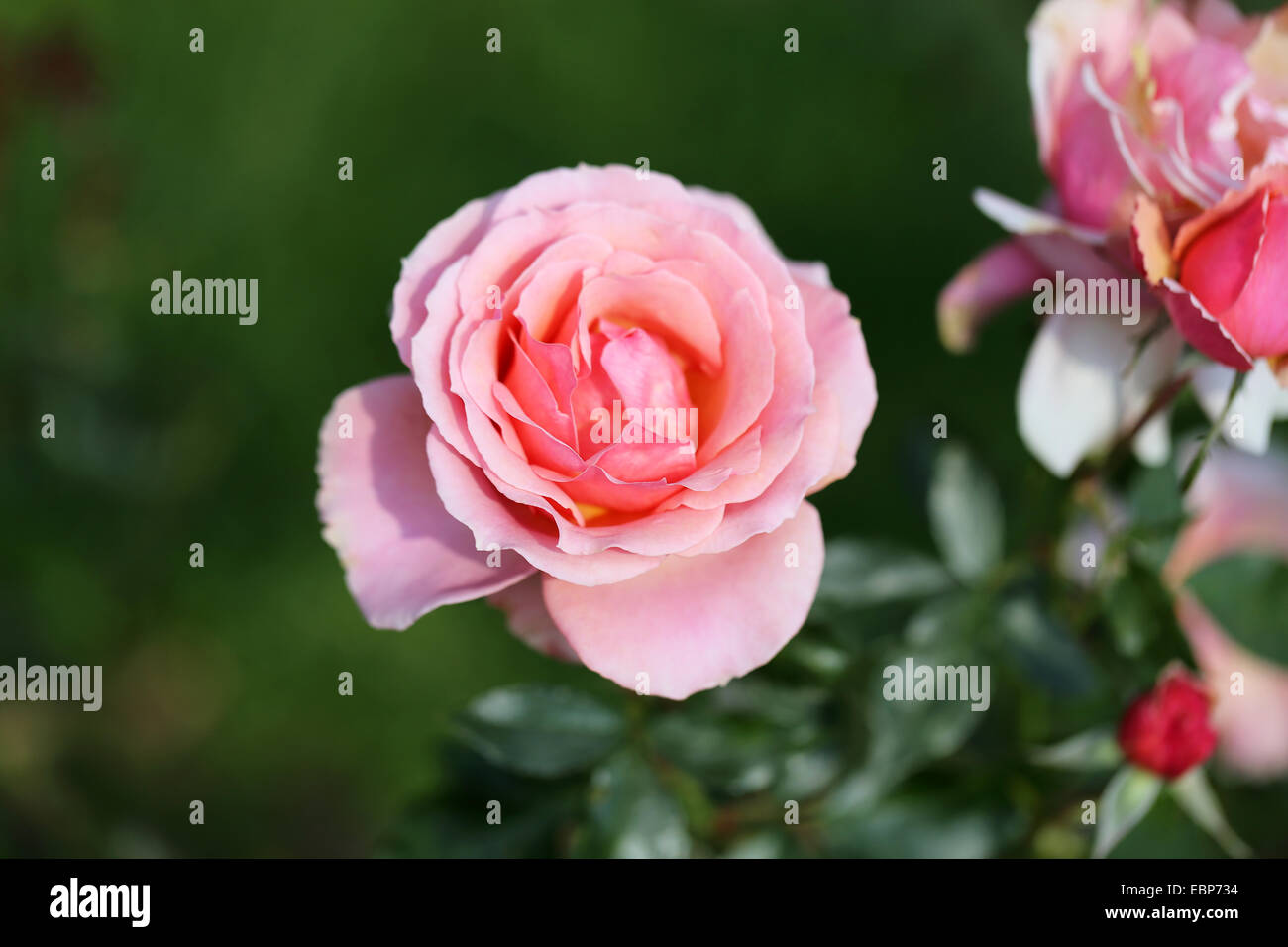 Beautiful rose garden is photographed close up Stock Photo - Alamy