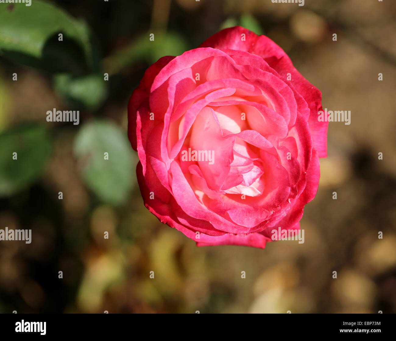 Beautiful rose garden is photographed close up Stock Photo - Alamy