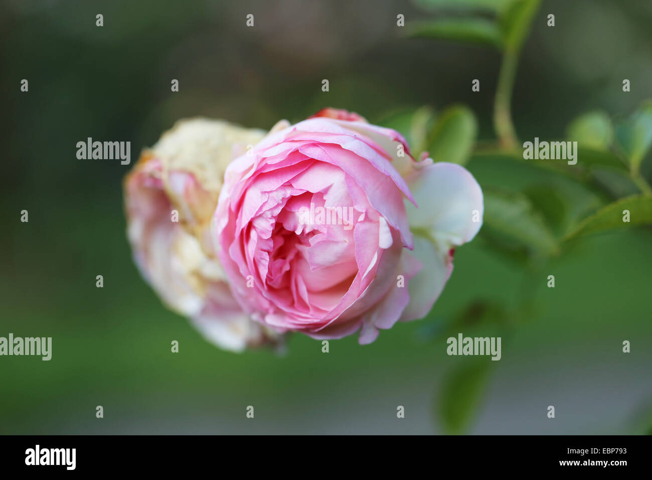 Beautiful rose garden is photographed close up Stock Photo - Alamy