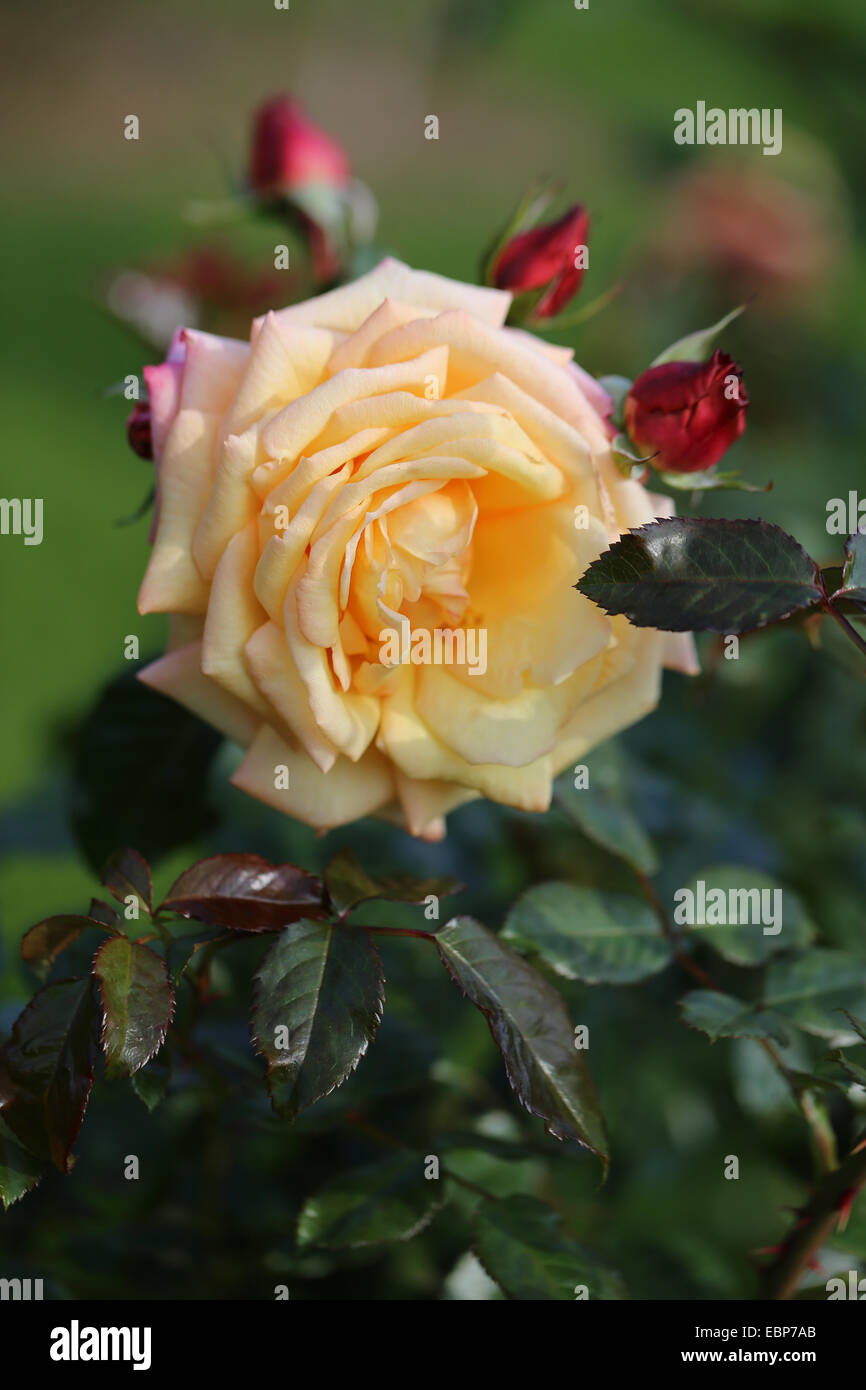 Beautiful rose garden is photographed close up Stock Photo - Alamy