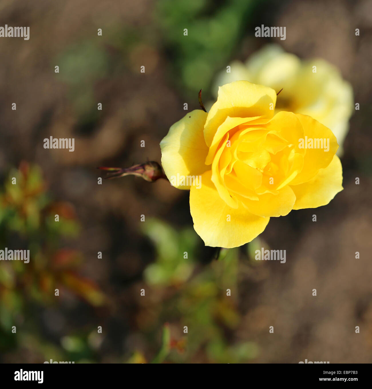 Beautiful rose garden is photographed close up Stock Photo - Alamy