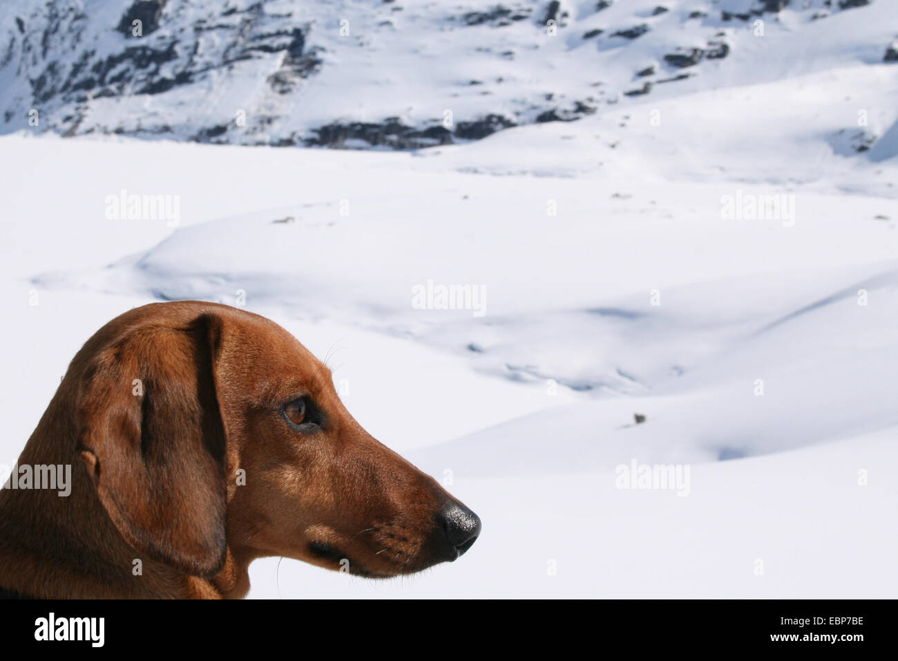 Dachshund in the snow hi-res stock photography and images - Alamy