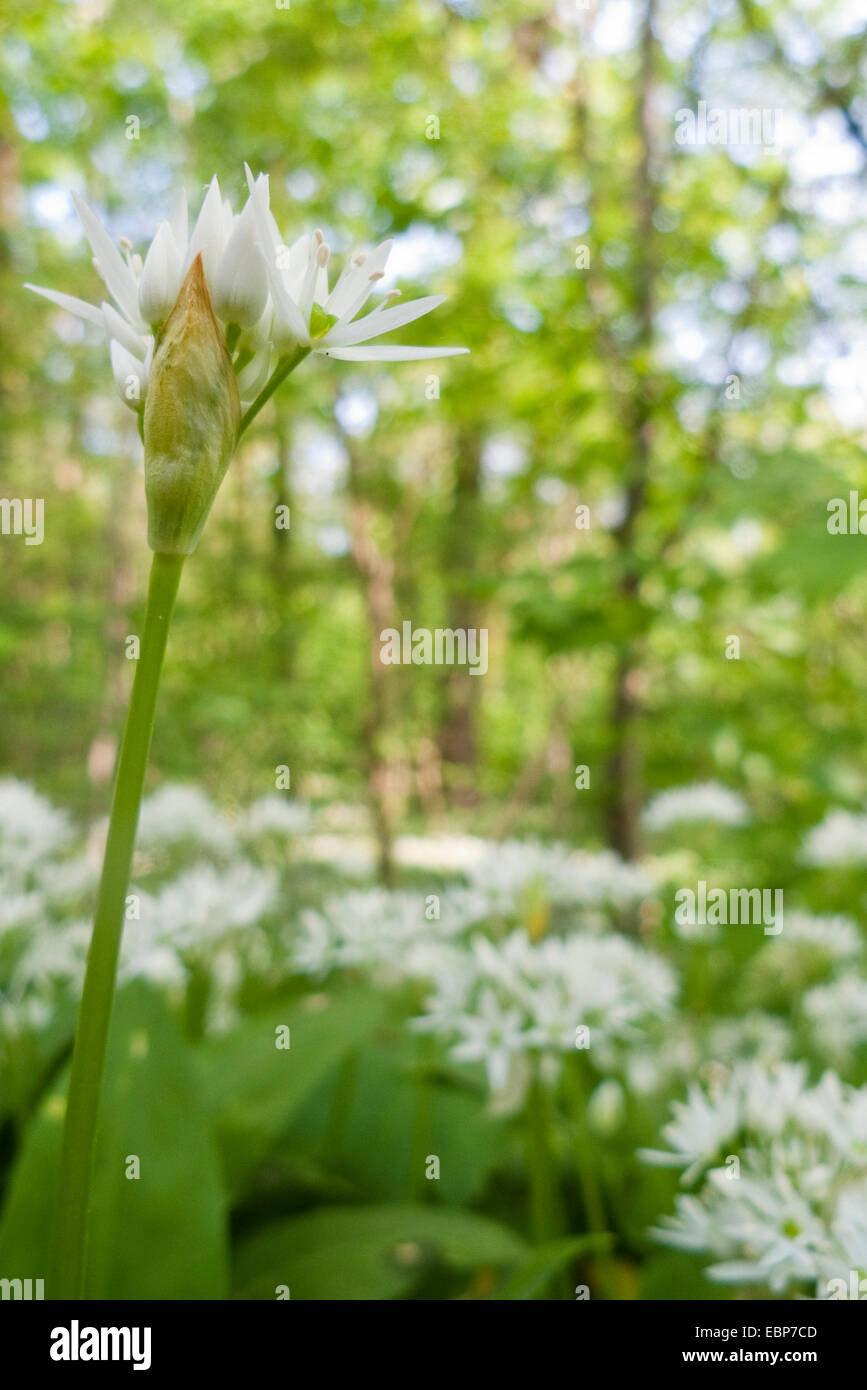 ramsons (Allium ursinum), blooming in a forest, Germany, Hesse, NSG ...