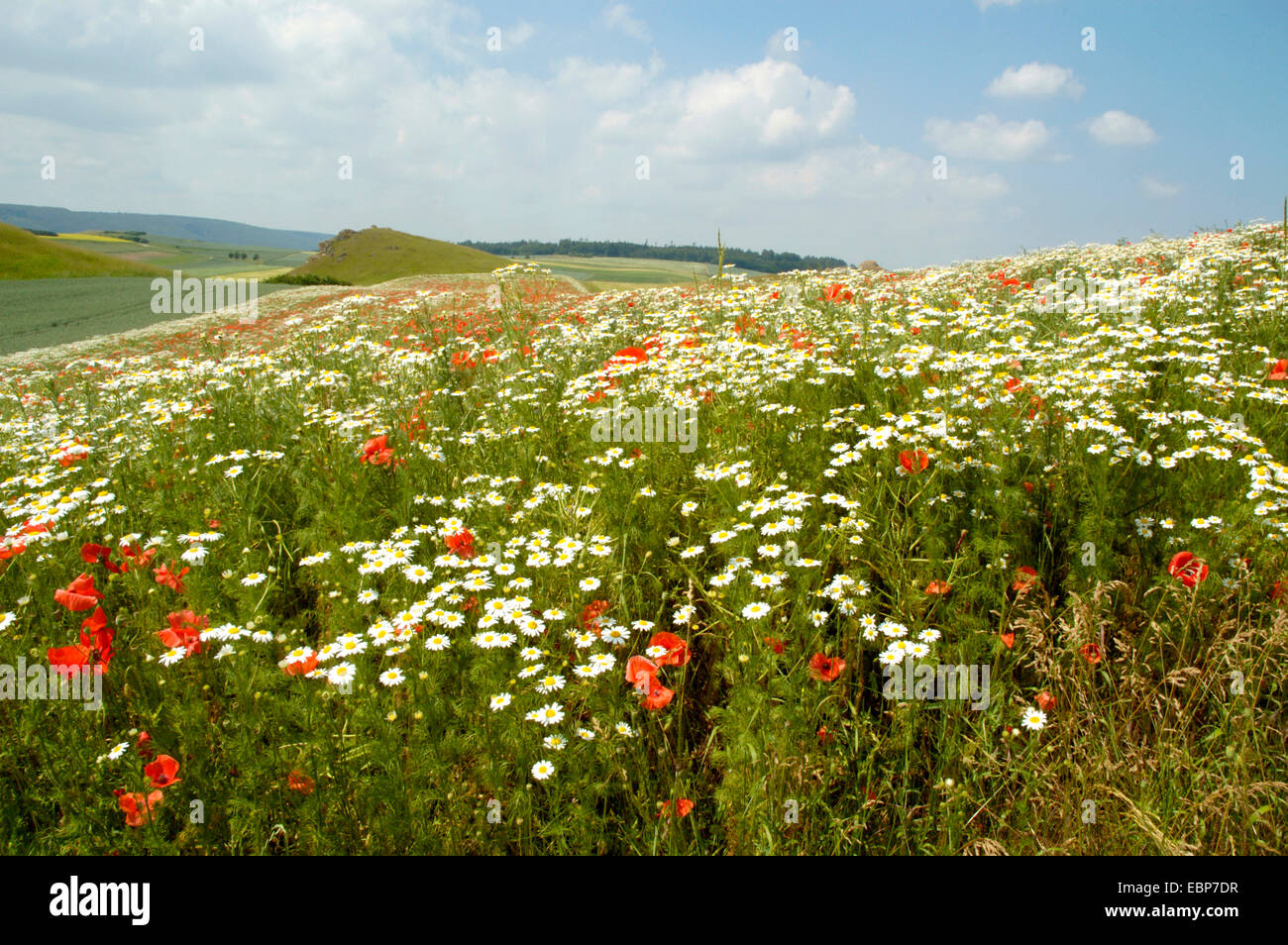 Fallow field flowering common hi-res stock photography and images - Alamy