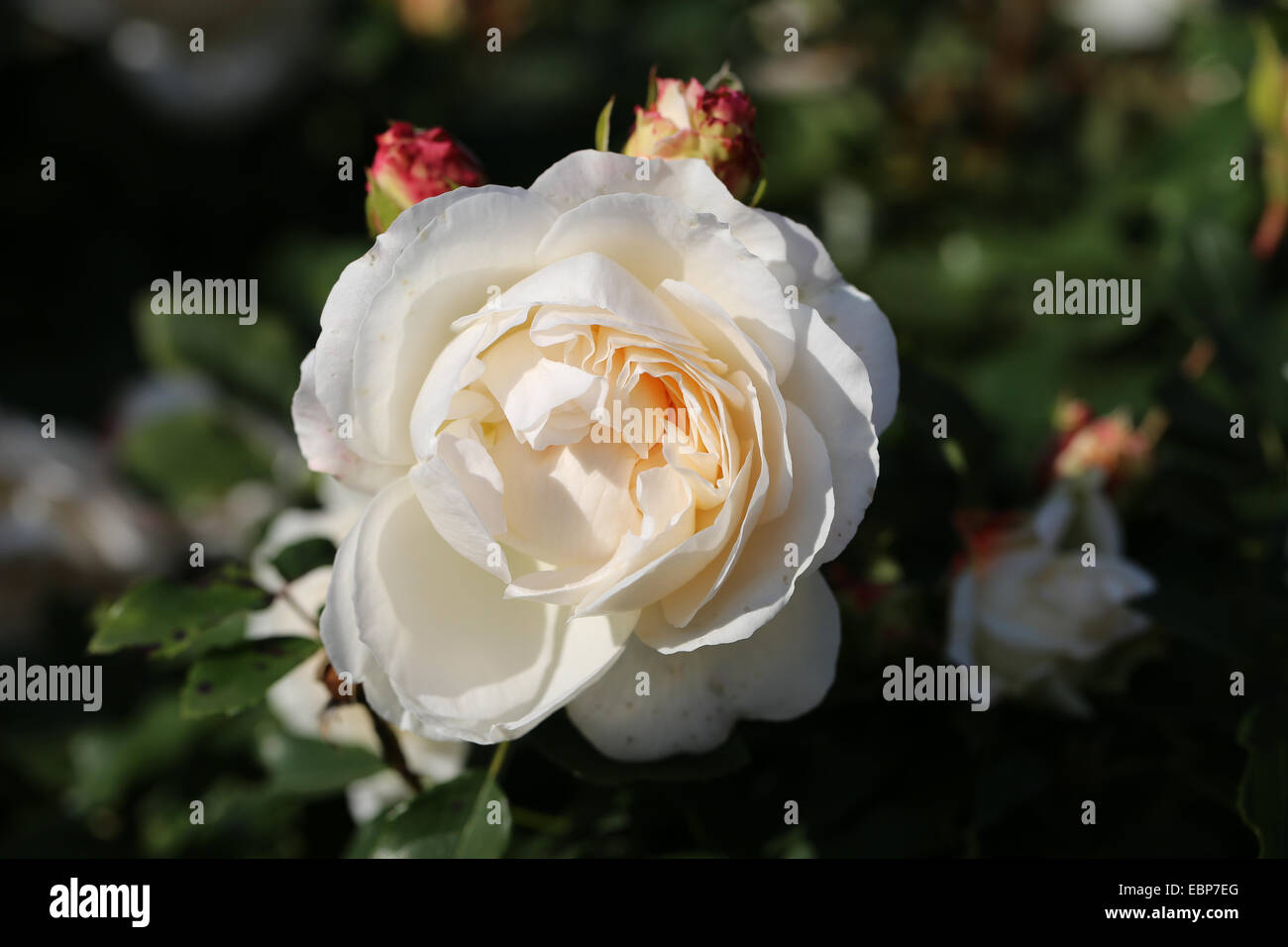 Beautiful rose garden is photographed close up Stock Photo - Alamy