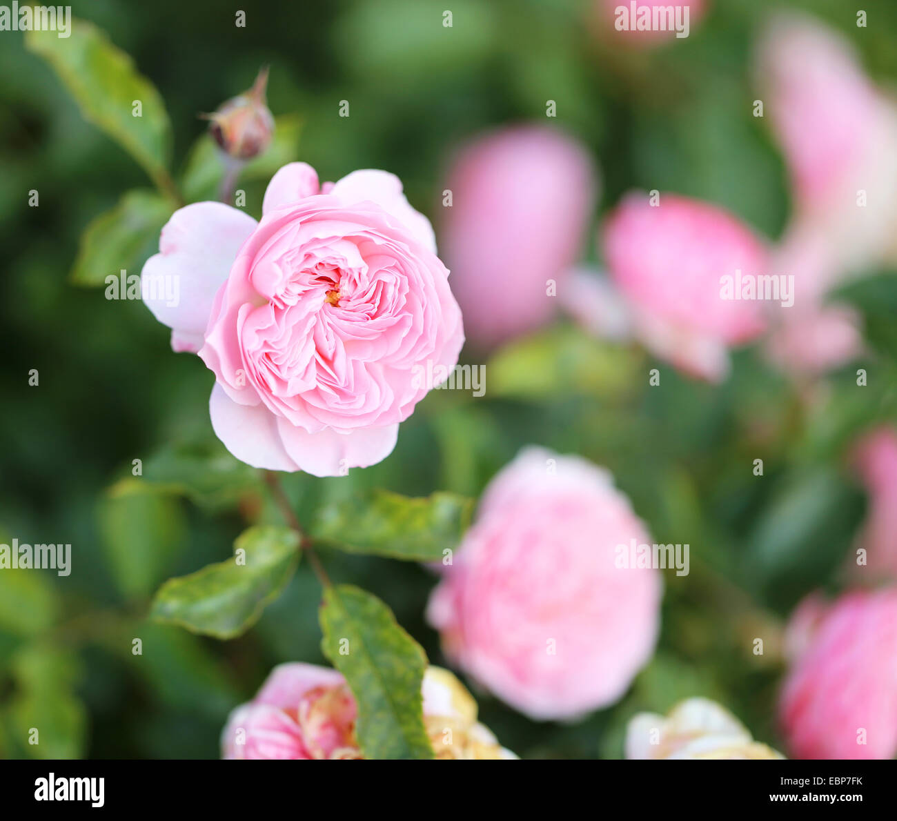 Beautiful rose garden is photographed close up Stock Photo - Alamy