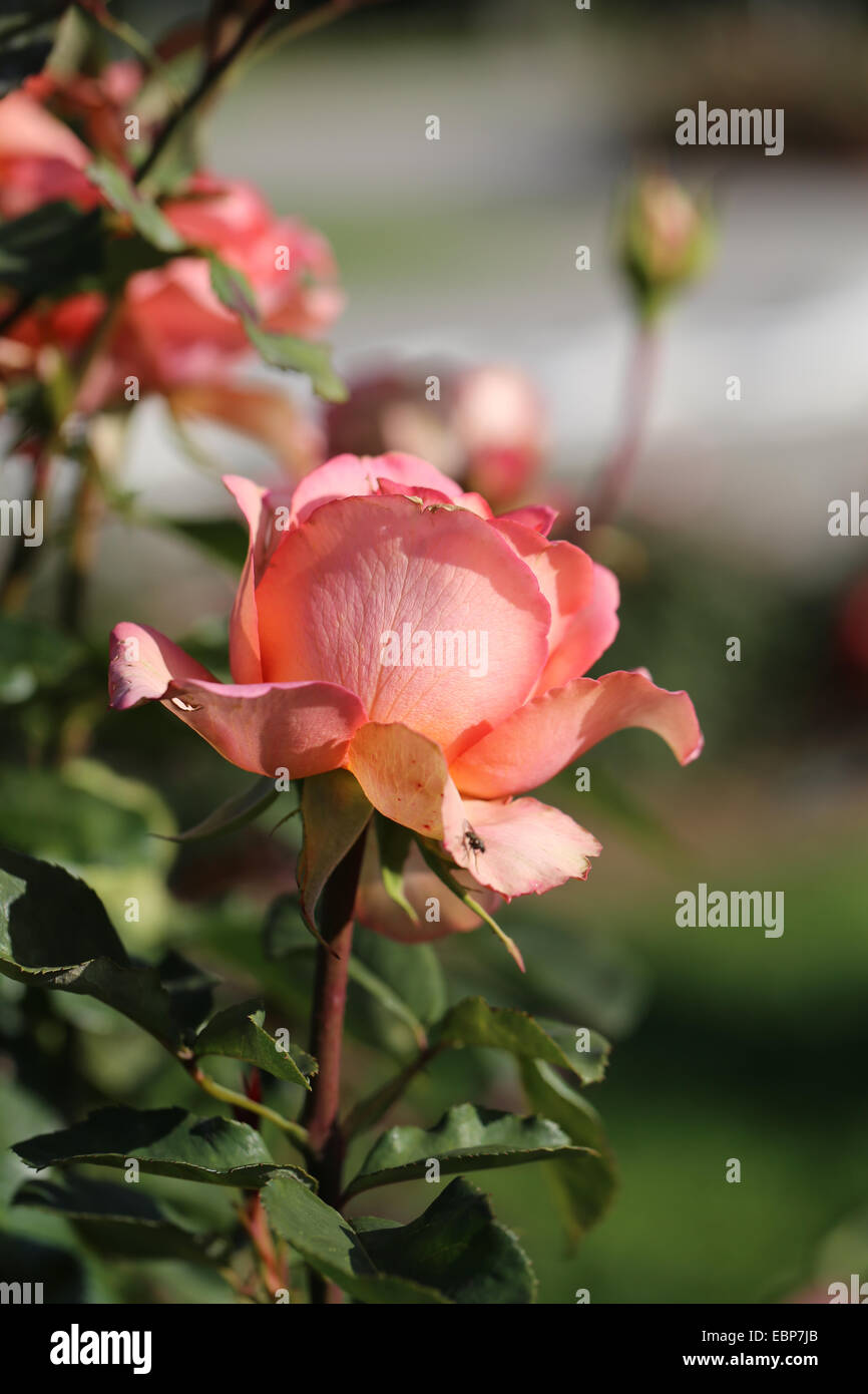 Beautiful rose garden is photographed close up Stock Photo - Alamy