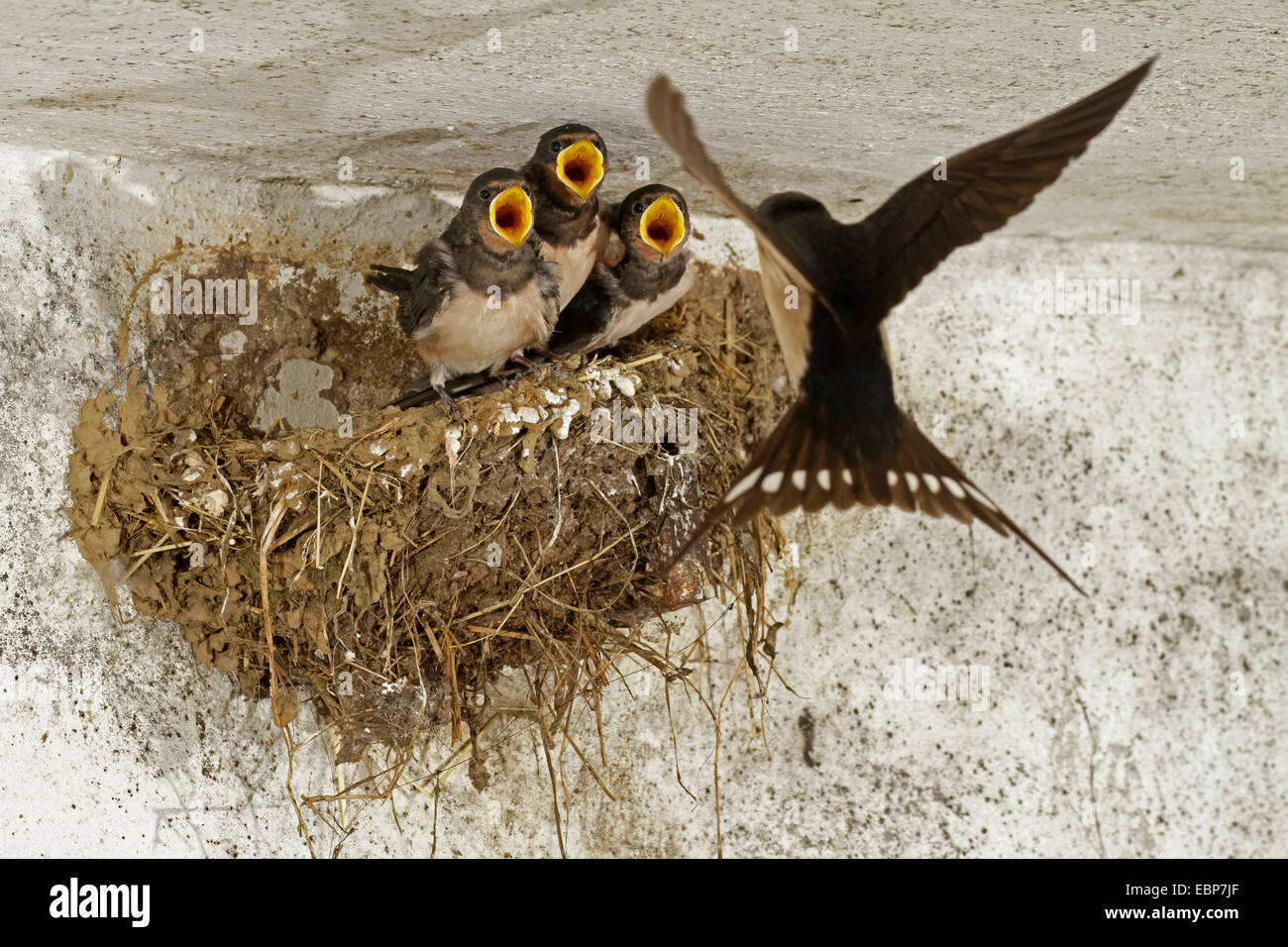 Swallow feeding chicks nest hi-res stock photography and images - Alamy