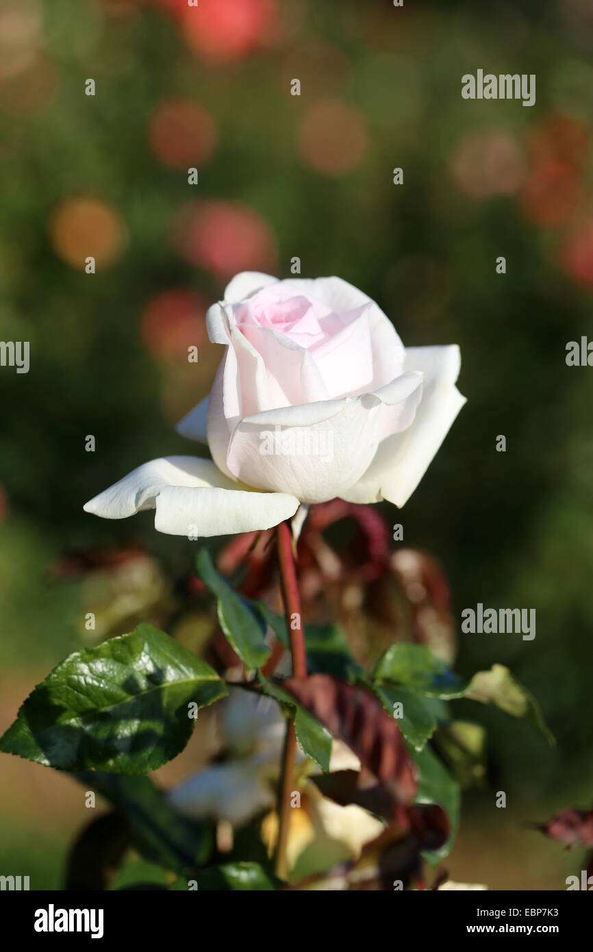 Beautiful rose garden is photographed close up Stock Photo - Alamy
