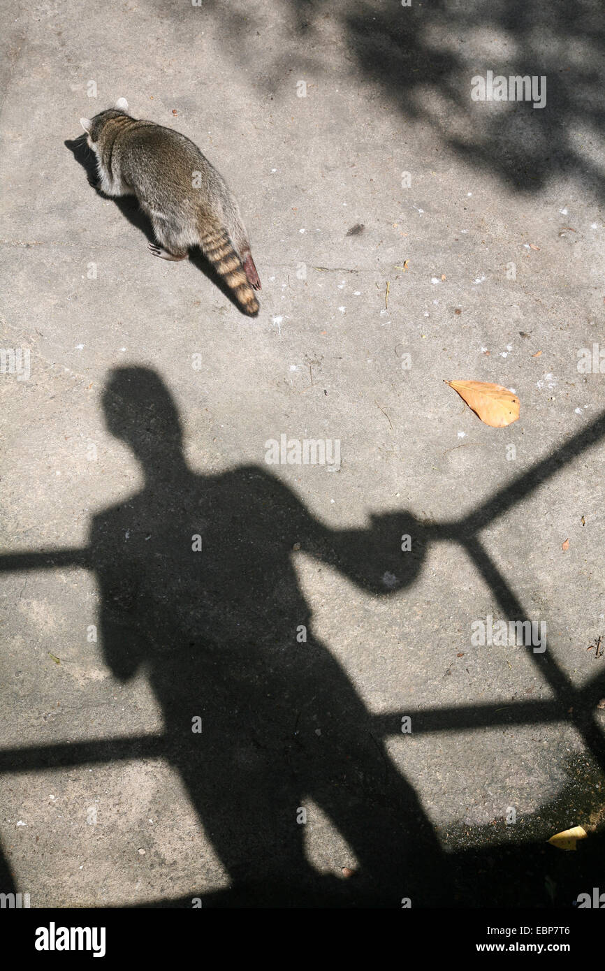 A visitor looks at a common raccoon (Procyon lotor) in its enclosure at ...