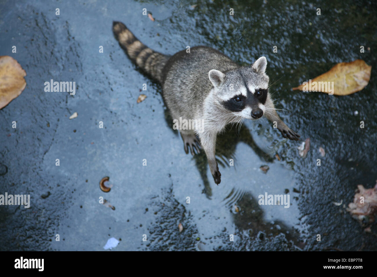 Common raccoon (Procyon lotor) at Havana Zoo, Cuba Stock Photo - Alamy