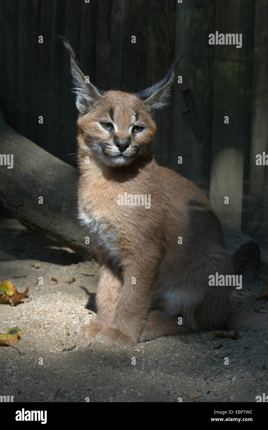 Caracal india hi-res stock photography and images - Alamy