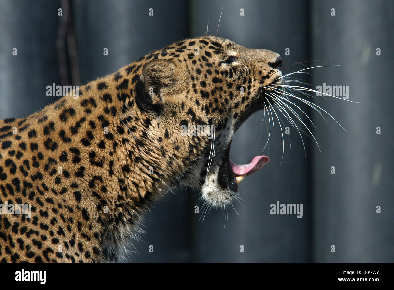 Sri Lankan leopard (Panthera pardus kotiya), also known as the Ceylon ...