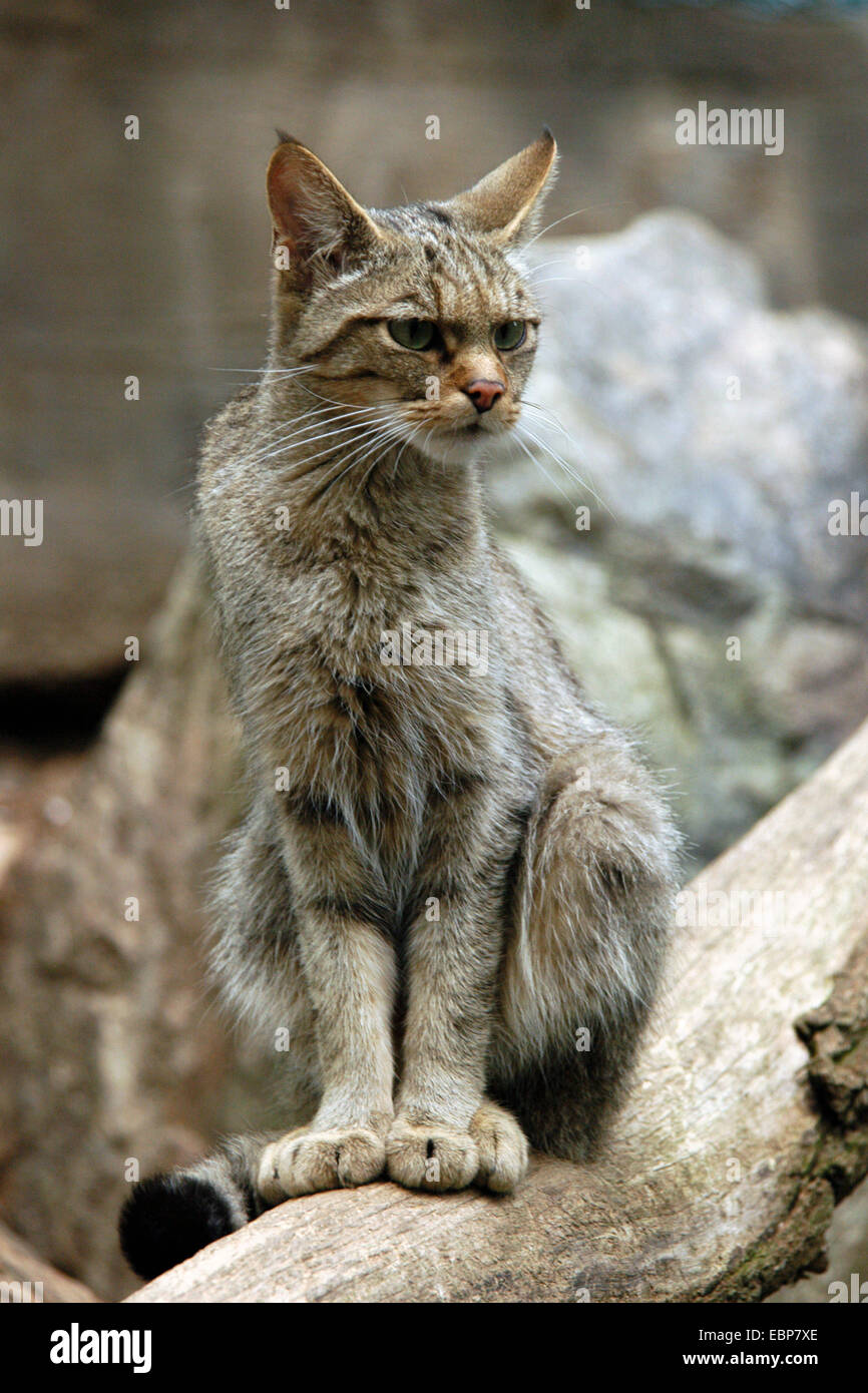 European wildcat (Felis silvestris silvestris) at Jihlava Zoo in ...