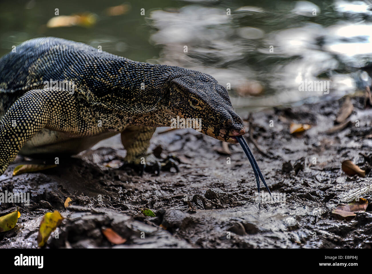 Bangkok lizard hi-res stock photography and images - Alamy