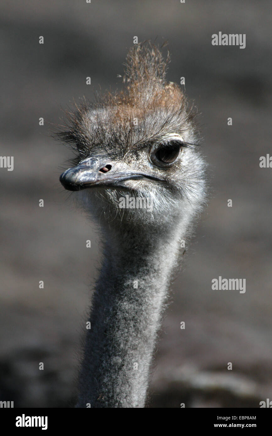 Darwin's rhea (Rhea pennata), also known as the lesser rhea at Kiev Zoo ...