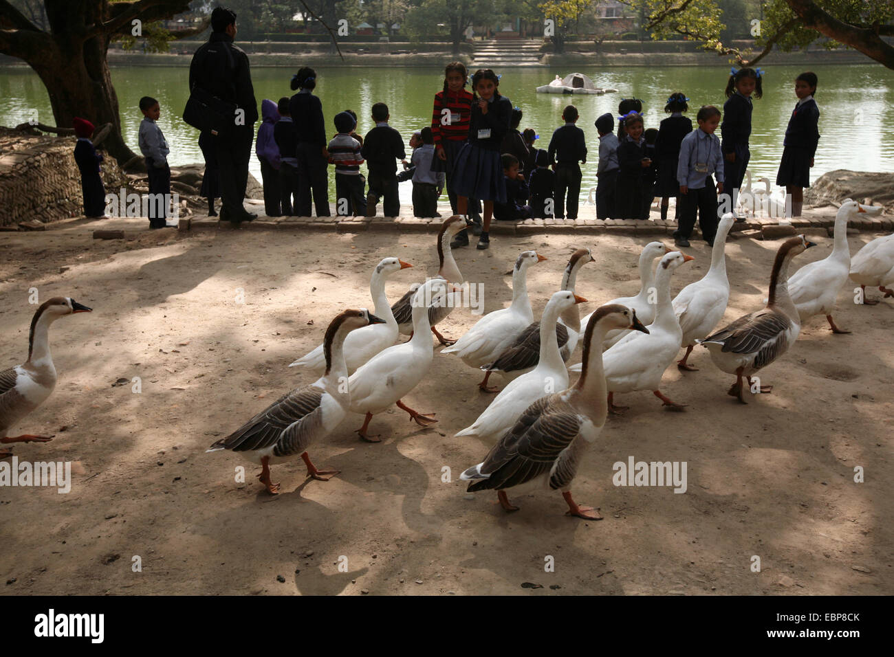 Visitors look as a flock of geese walk around at the Central Zoo in ...