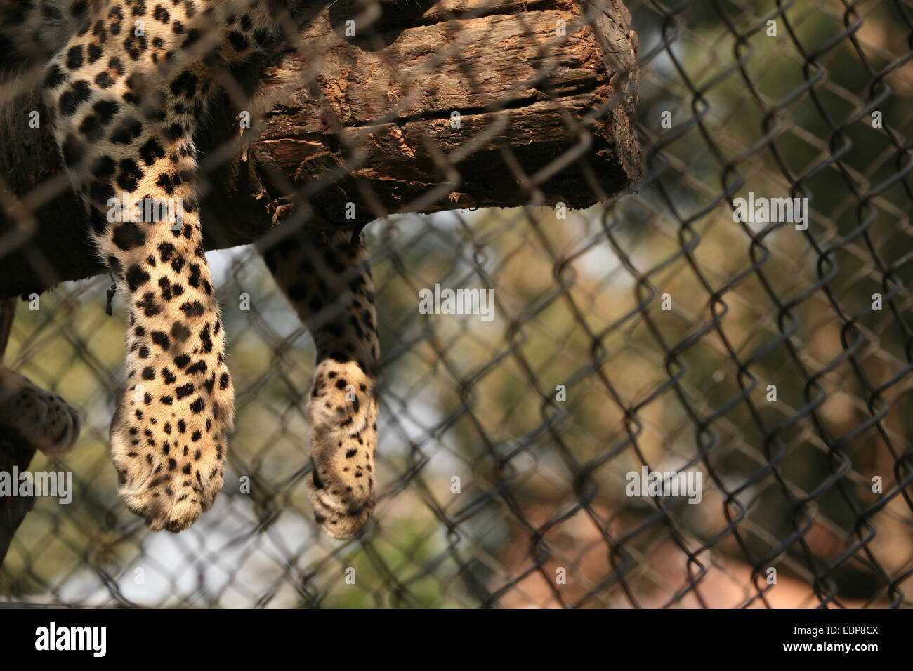 Leopard (Panthera pardus) in its enclosure at the Central Zoo in ...