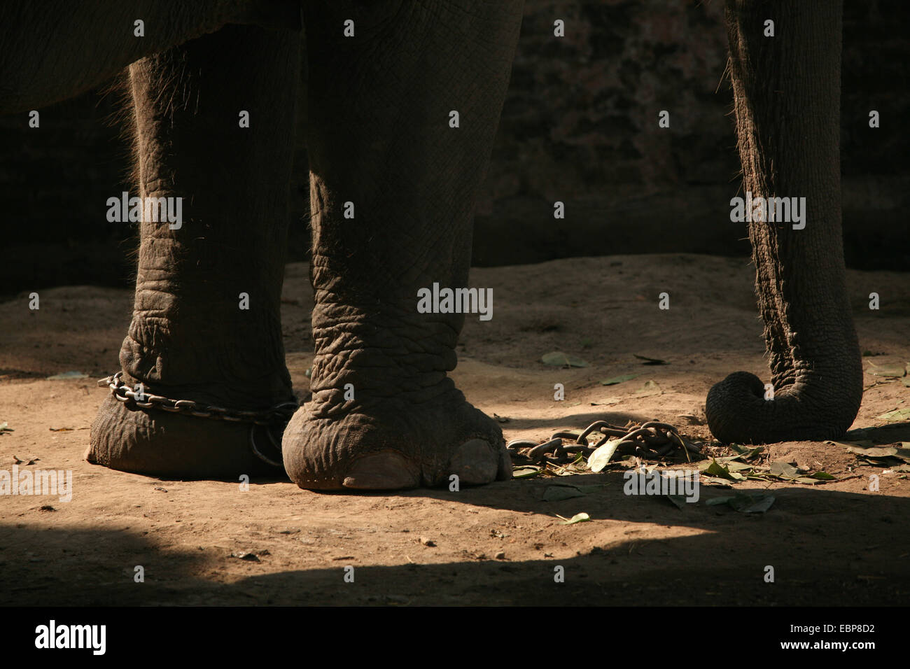 Captive Elephant Nepal High Resolution Stock Photography and Images - Alamy