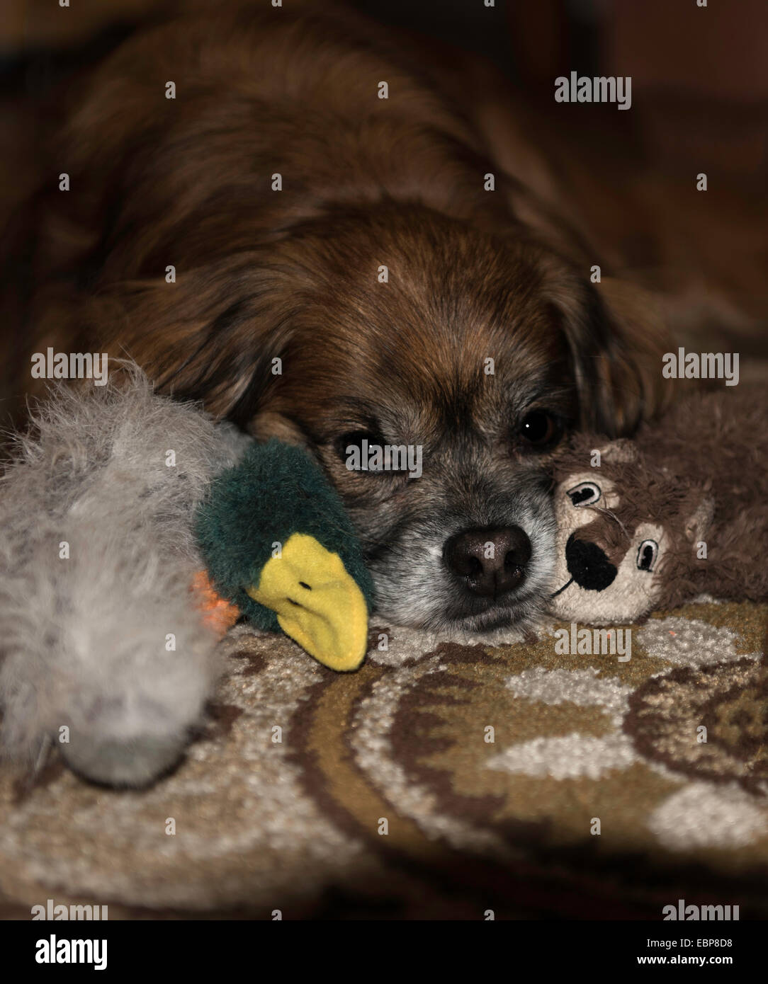 Tibalier hi-res stock photography and images - Alamy