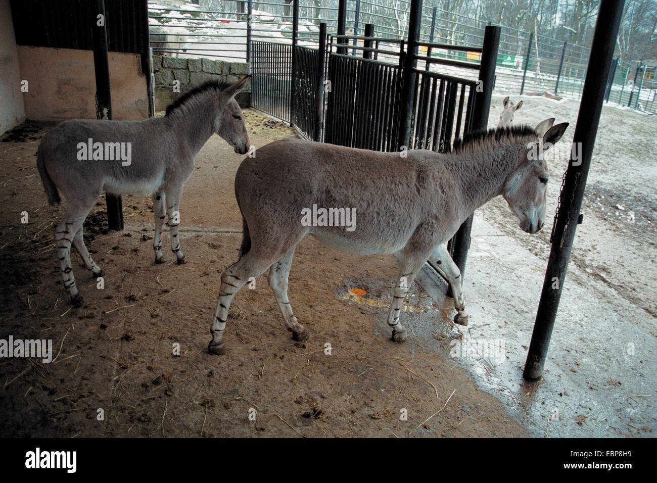 Somali wild ass (Equus africanus somaliensis) in their enclosure at ...