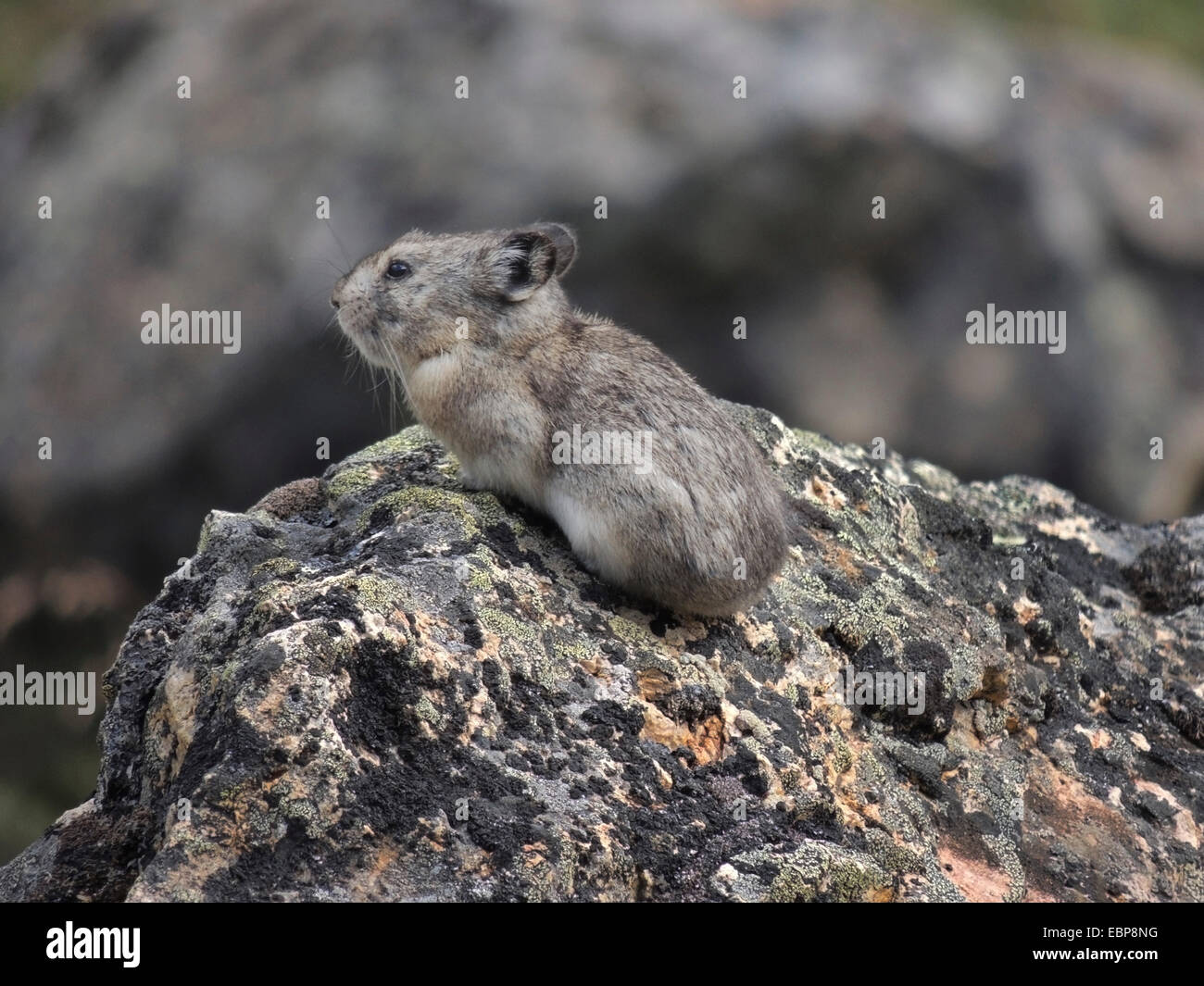 Collared Pika (Ochotona collaris) is a small lagomorph that lives in ...