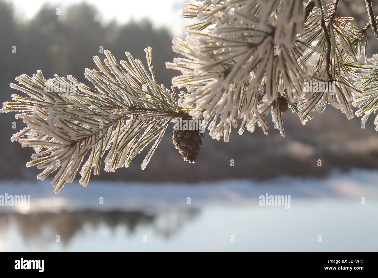 Real rime hi-res stock photography and images - Alamy