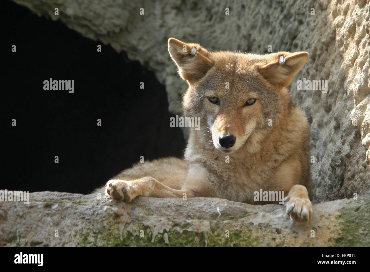 America russia canada hi-res stock photography and images - Alamy