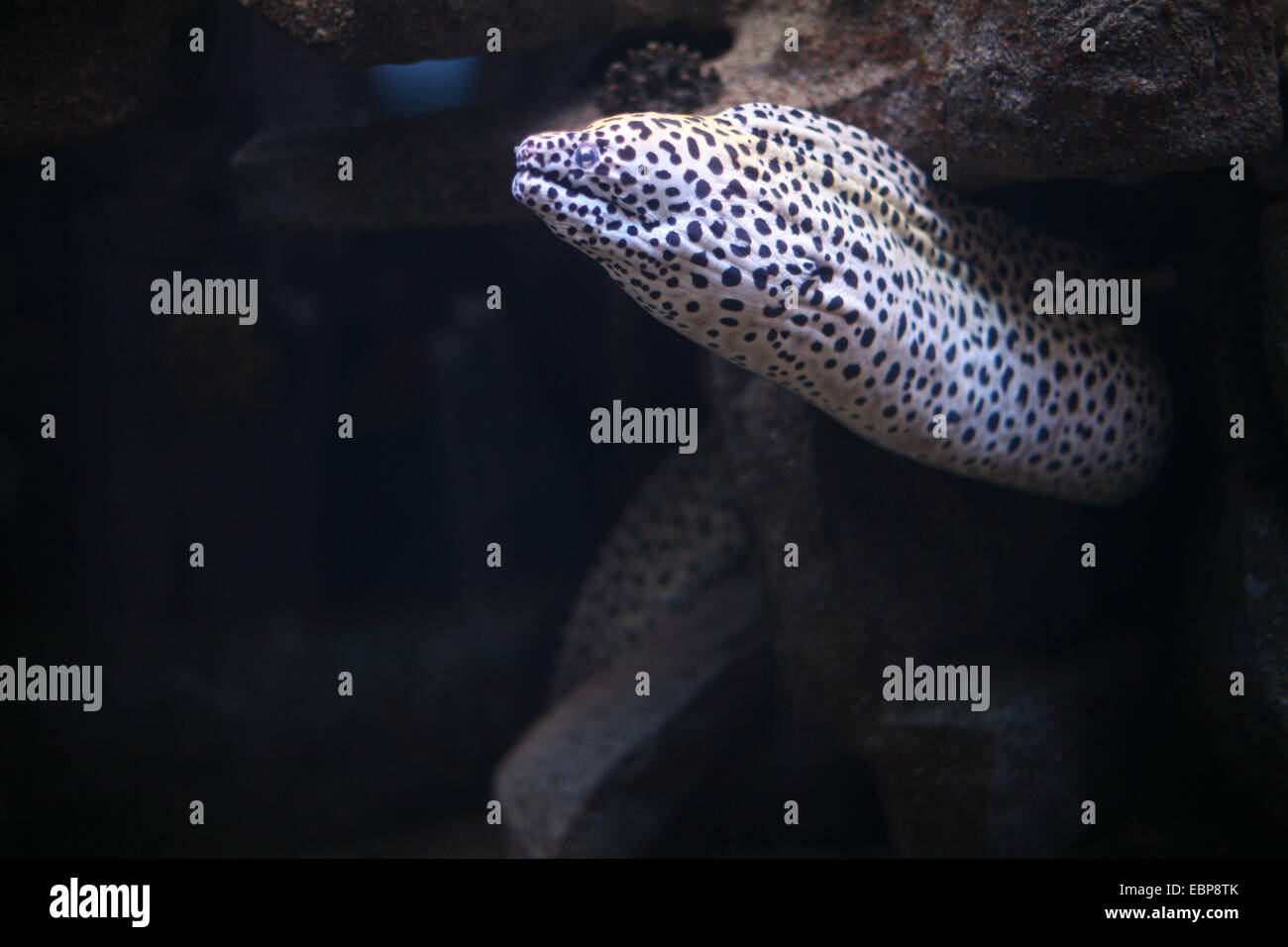 Laced moray (Gymnothorax favagineus), also known as the leopard moray ...