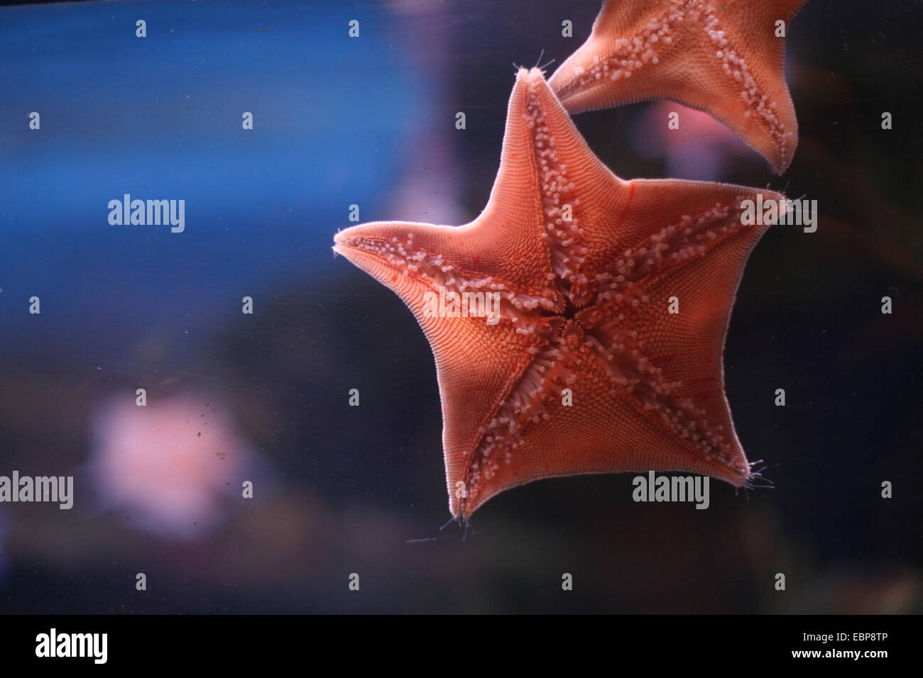 Blue bat star (Patiria pectinifera) at Moscow Zoo, Russia Stock Photo ...